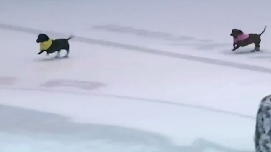 Dogs race on ice - ESPN Video