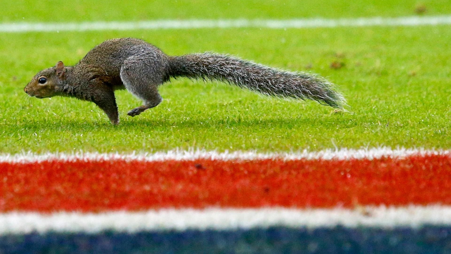 Squirrel runs onto field, torments Georgia sideline - ESPN Video