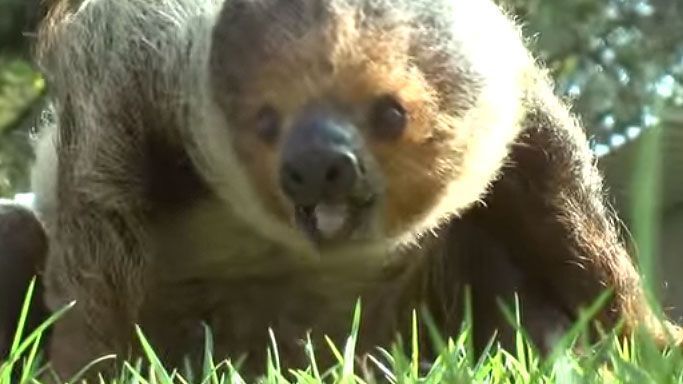 Otters? Sloths? We've Officially Reached Peak Animal Bowls - ESPN