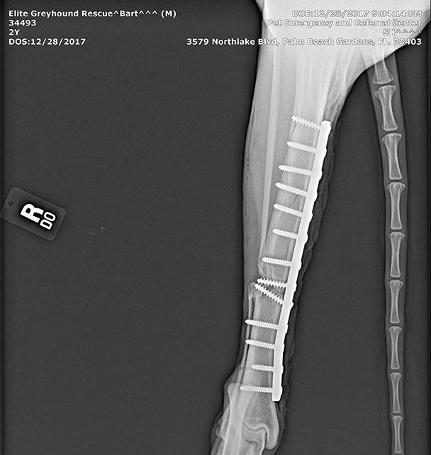 Florida vote could be a fatal blow to U.S. greyhound racing