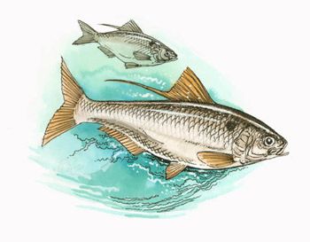 Threadfin and Gizzard Shad - ESPN