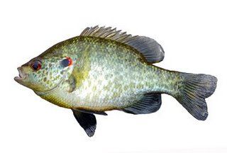 Shellcracker Short Course - ESPN