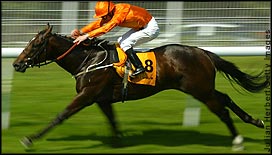 Shamardal dies aged 18 - Thoroughbred Horse Racing and Breeding Forums