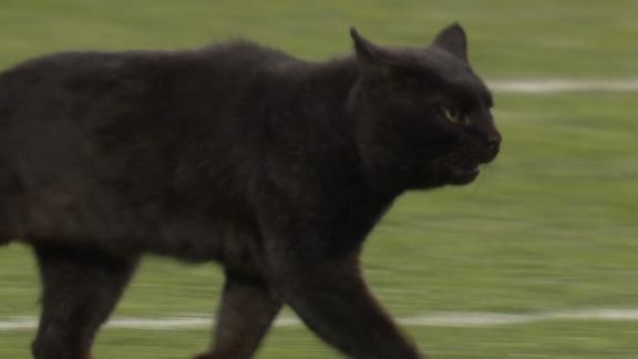 [Tuls] The Giants were up 9-3 when the black cat ran on the field. The ...