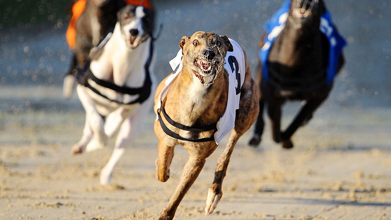 Go, Dog, Go - ESPN The Life: Photos of the Week March 21-27, 2011 - ESPN