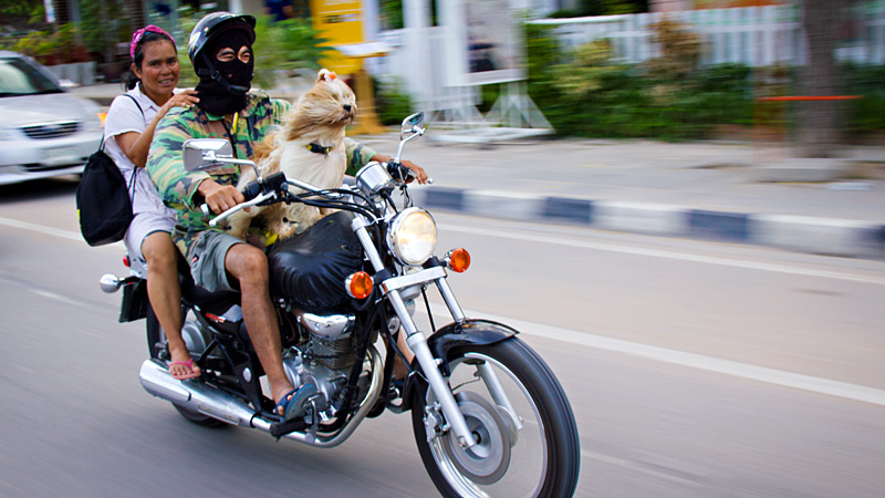 Canine Cruiser - Wider World Of Sports: Thailand - ESPN