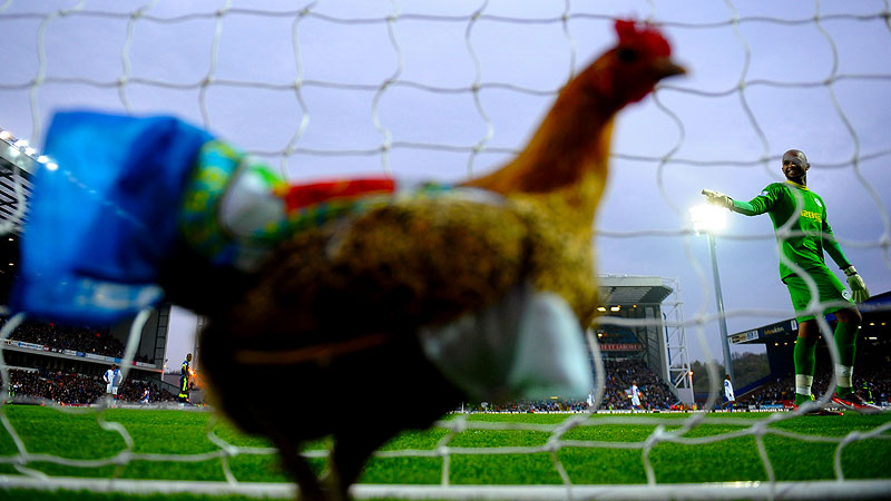 Playing Chicken - ESPN Playbook: Photos of the Week May 7-13, 2012 - ESPN