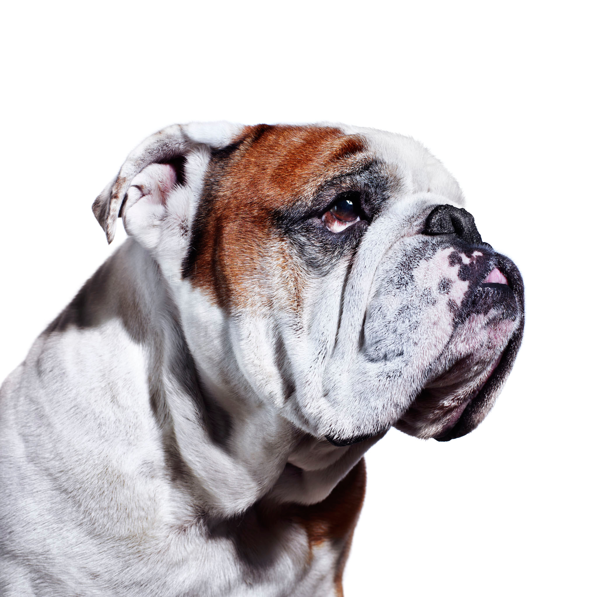 Mascots of the Southeastern Conference - ESPN