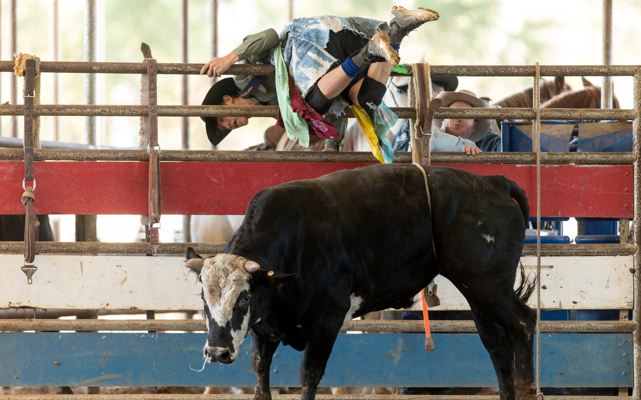 Bull Fighter Training at Sankey Rodeo School - Sankey Rodeo Bull ...