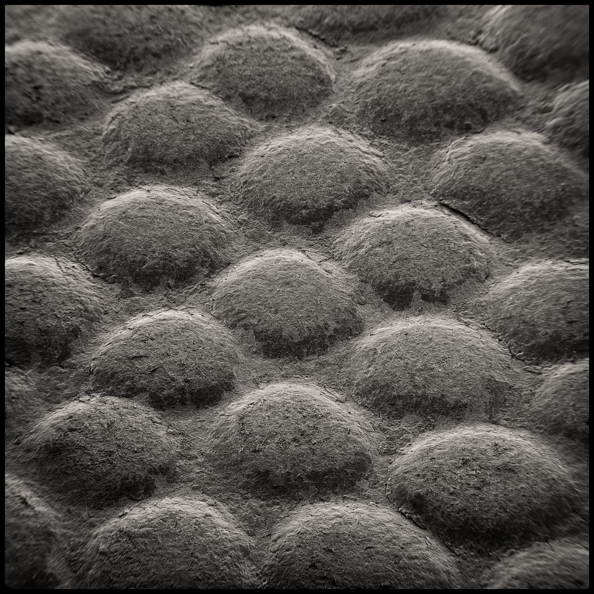 Football - Close Calls - ESPN