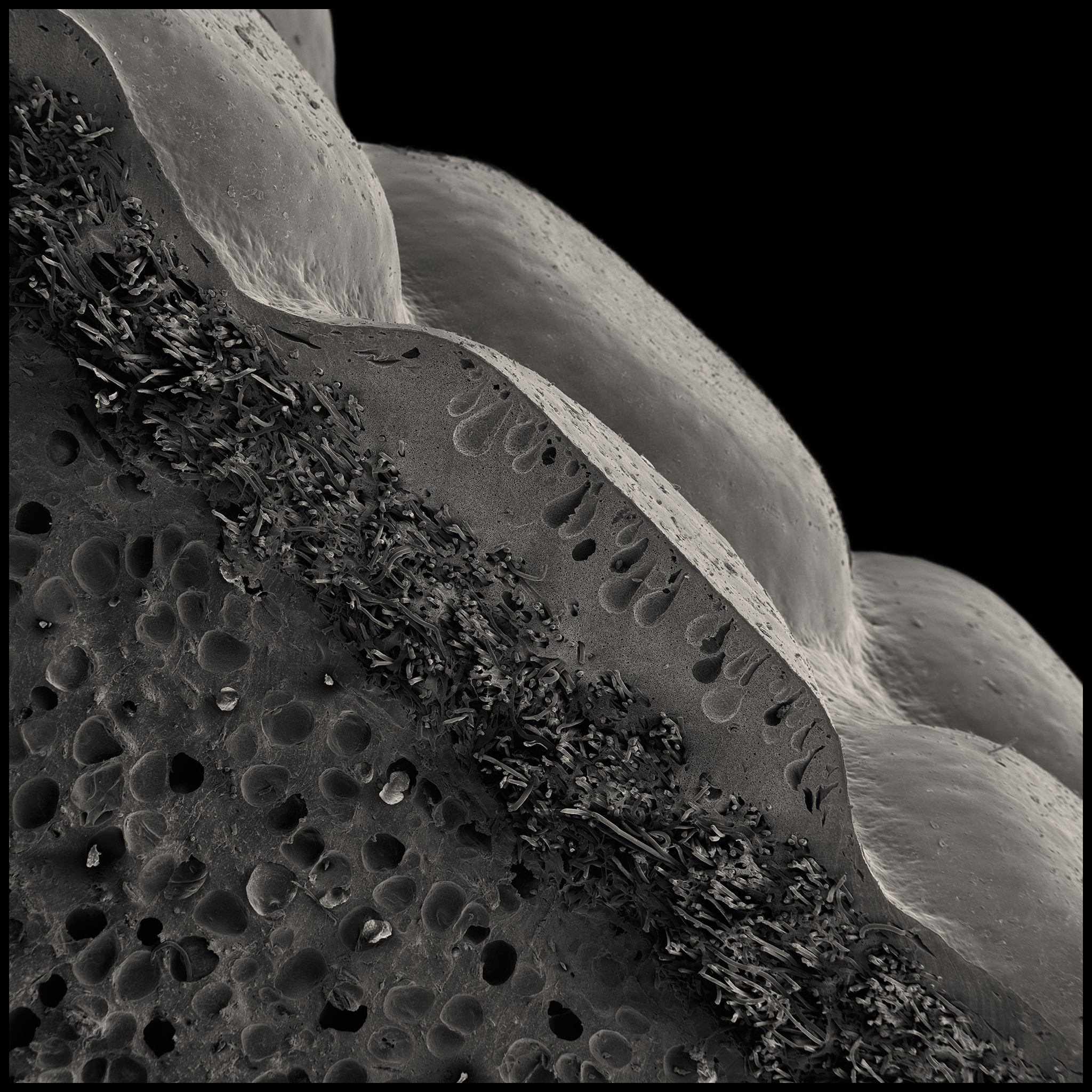 Basketball - Close Calls - ESPN