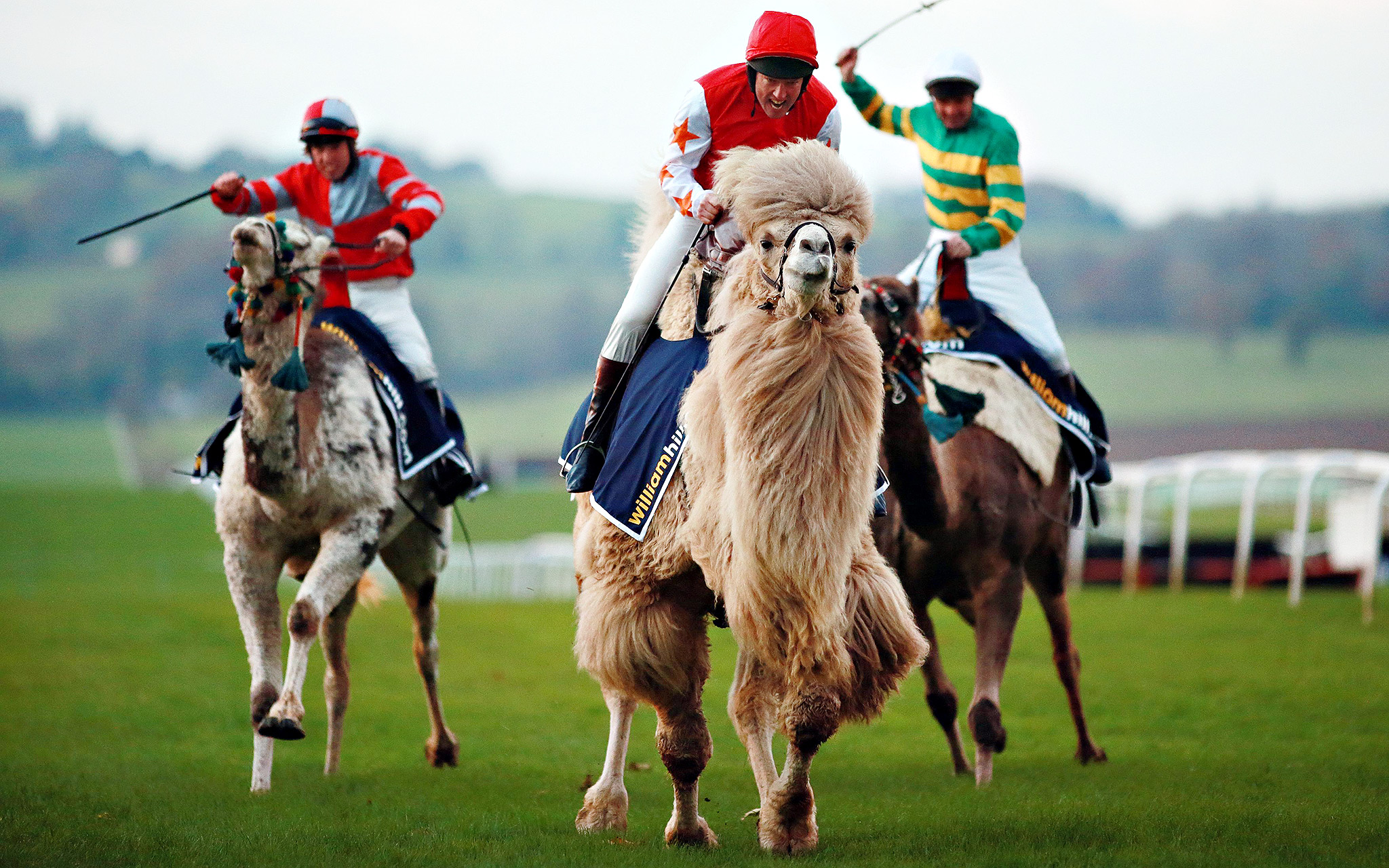 Camel Back Riding - Friday Funnies for Dec 6, 2013 - ESPN