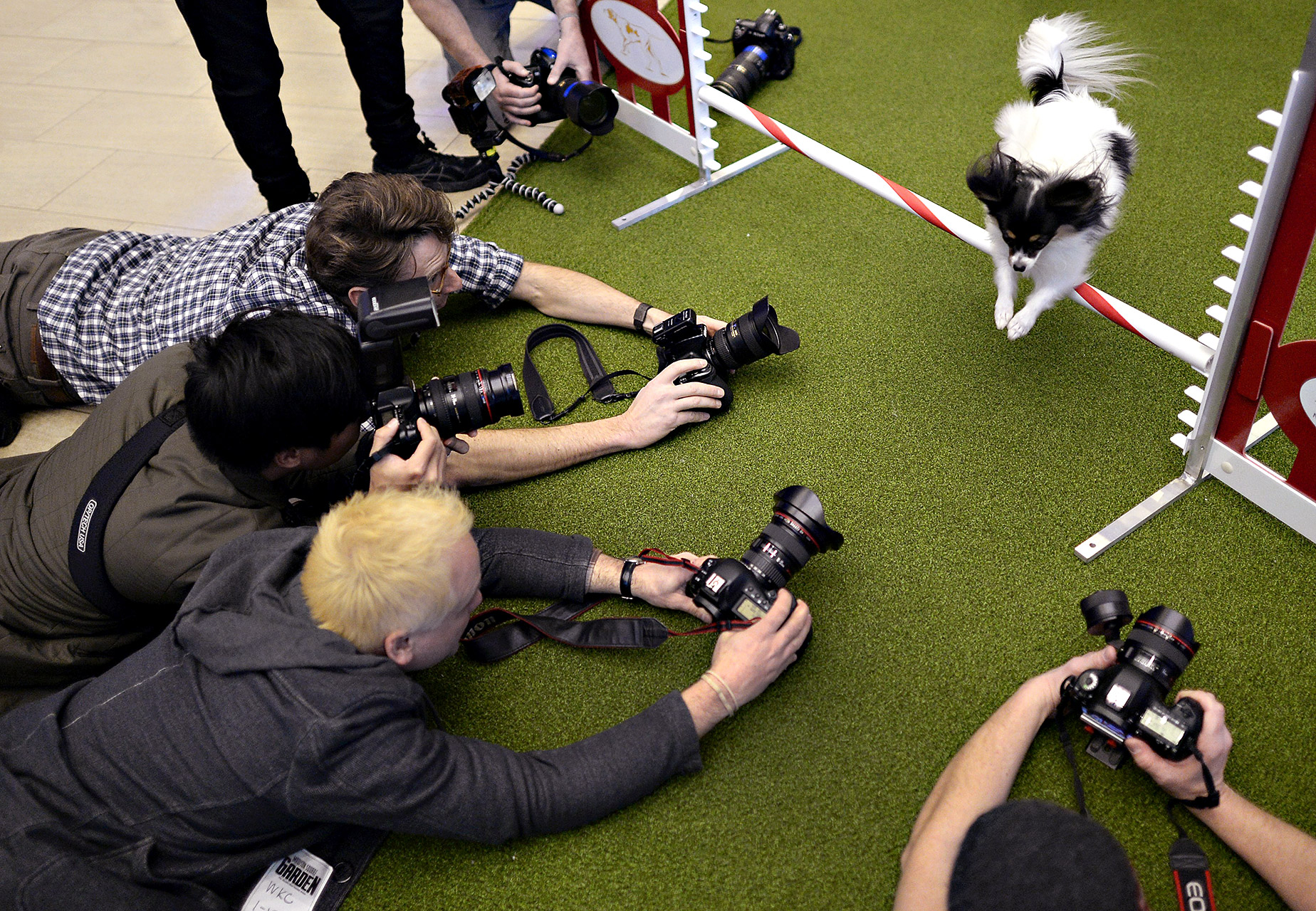 Westminster Agility - Friday Funnies for Jan. 17 2014 - ESPN