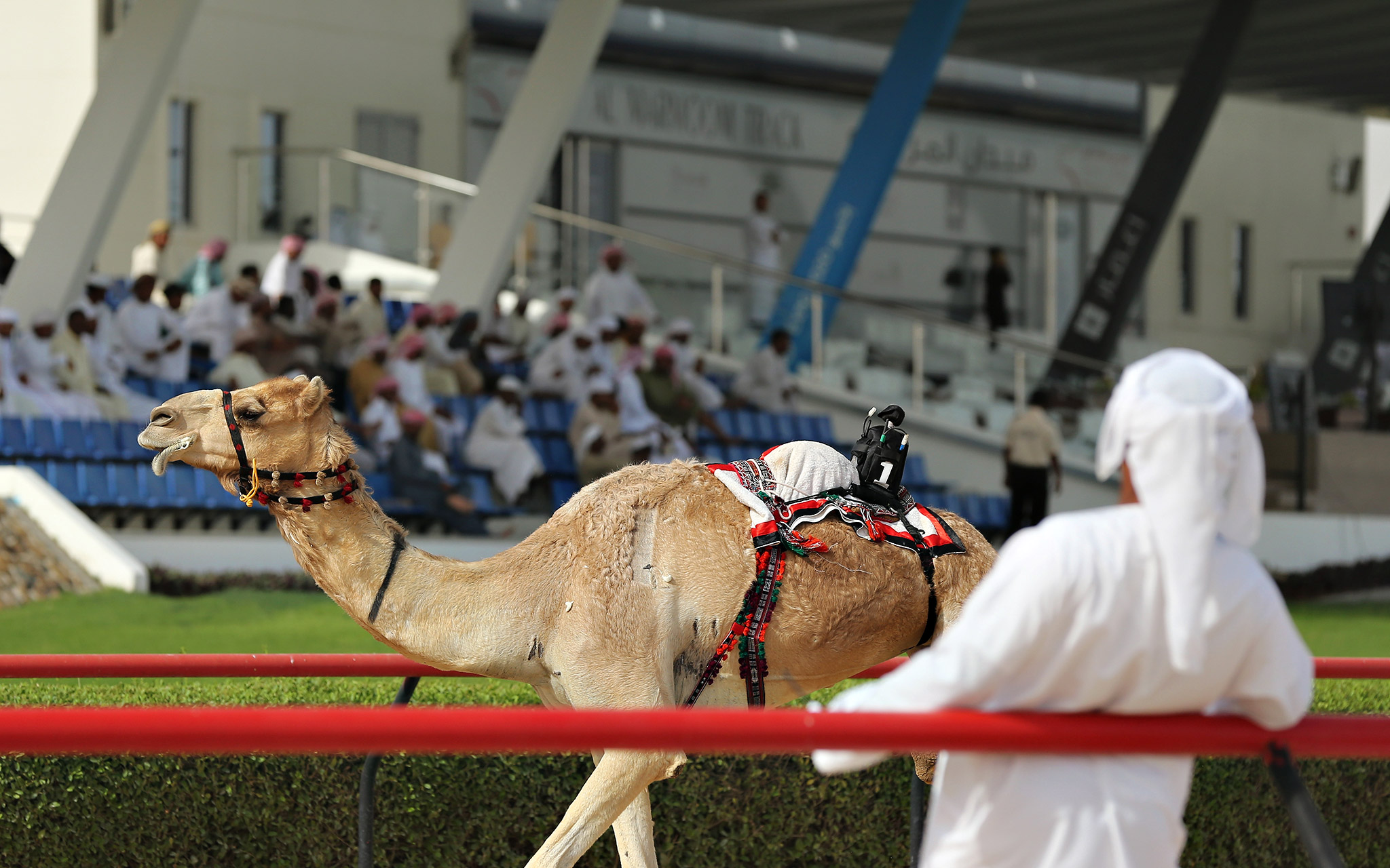 Camel At The Races - Friday Funnies for April 18, 2014 - ESPN