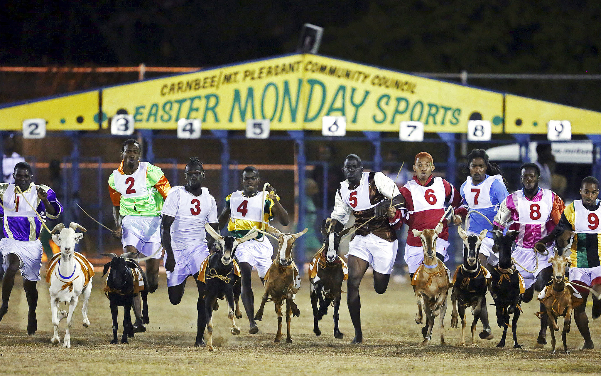 Goat Race - Friday Funnies for April 25, 2014 - ESPN