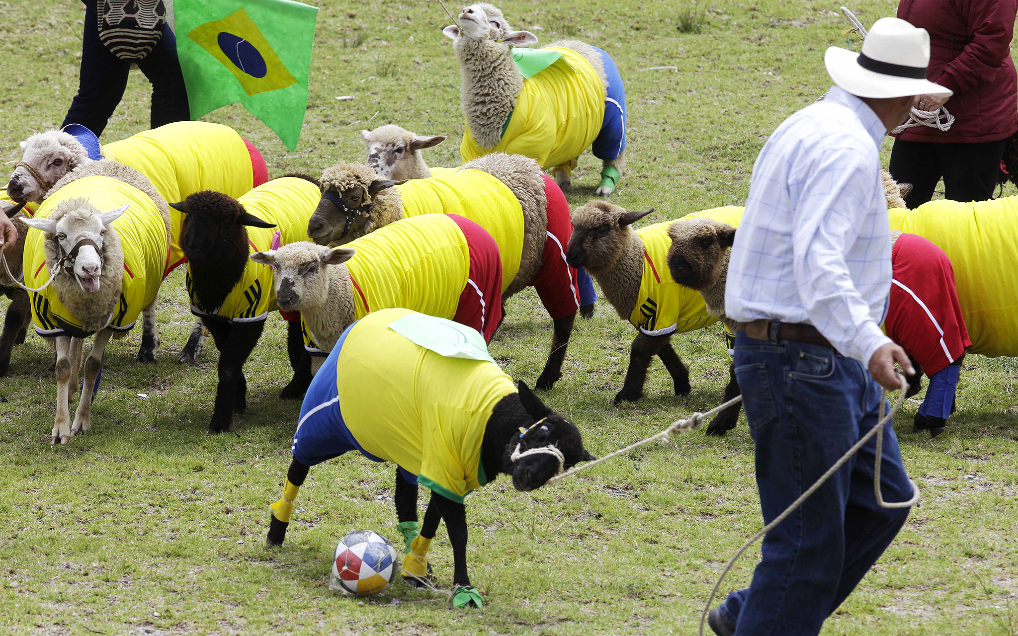 Sheep Soccer - Friday Funnies for June 6, 2014 - ESPN