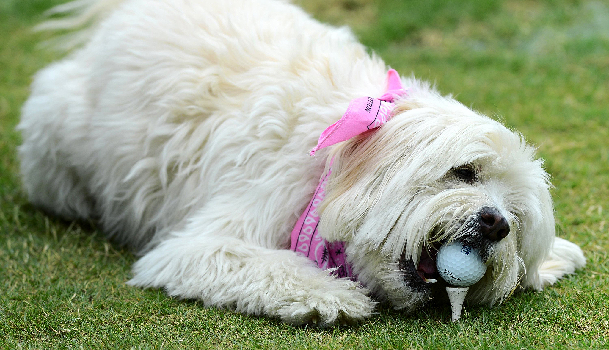 Dog - Friday Funnies: The Animals Of Golf - ESPN