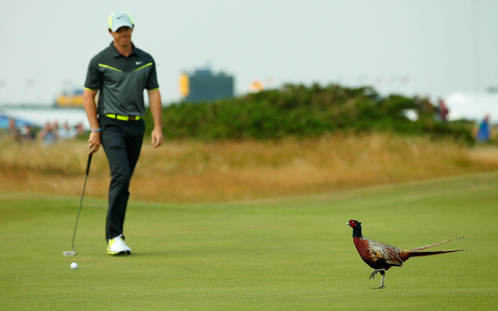 Pheasant - Friday Funnies: The Animals Of Golf - ESPN