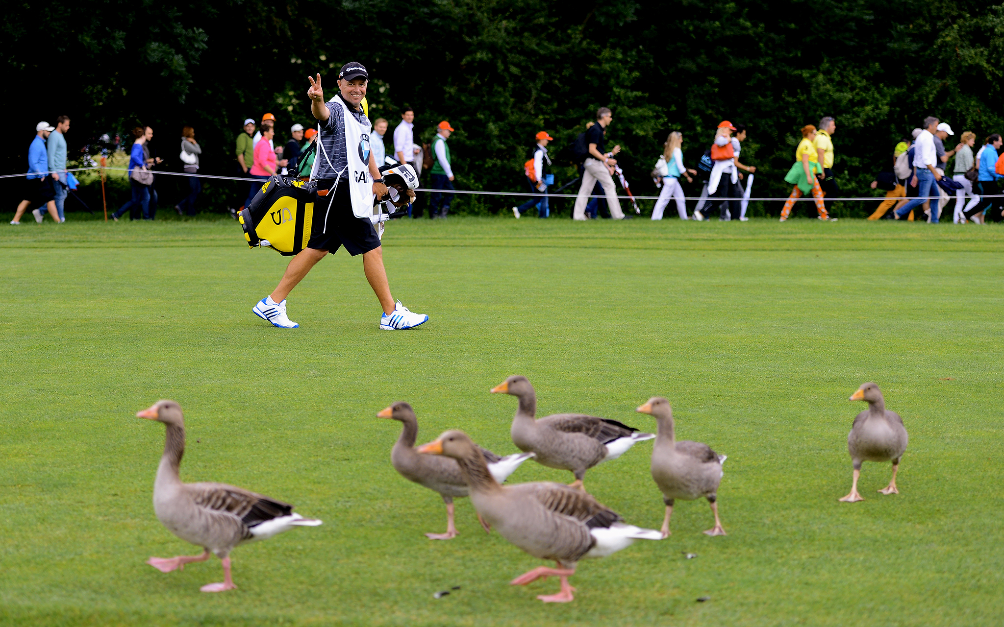 Ducks - Friday Funnies: The Animals Of Golf - ESPN