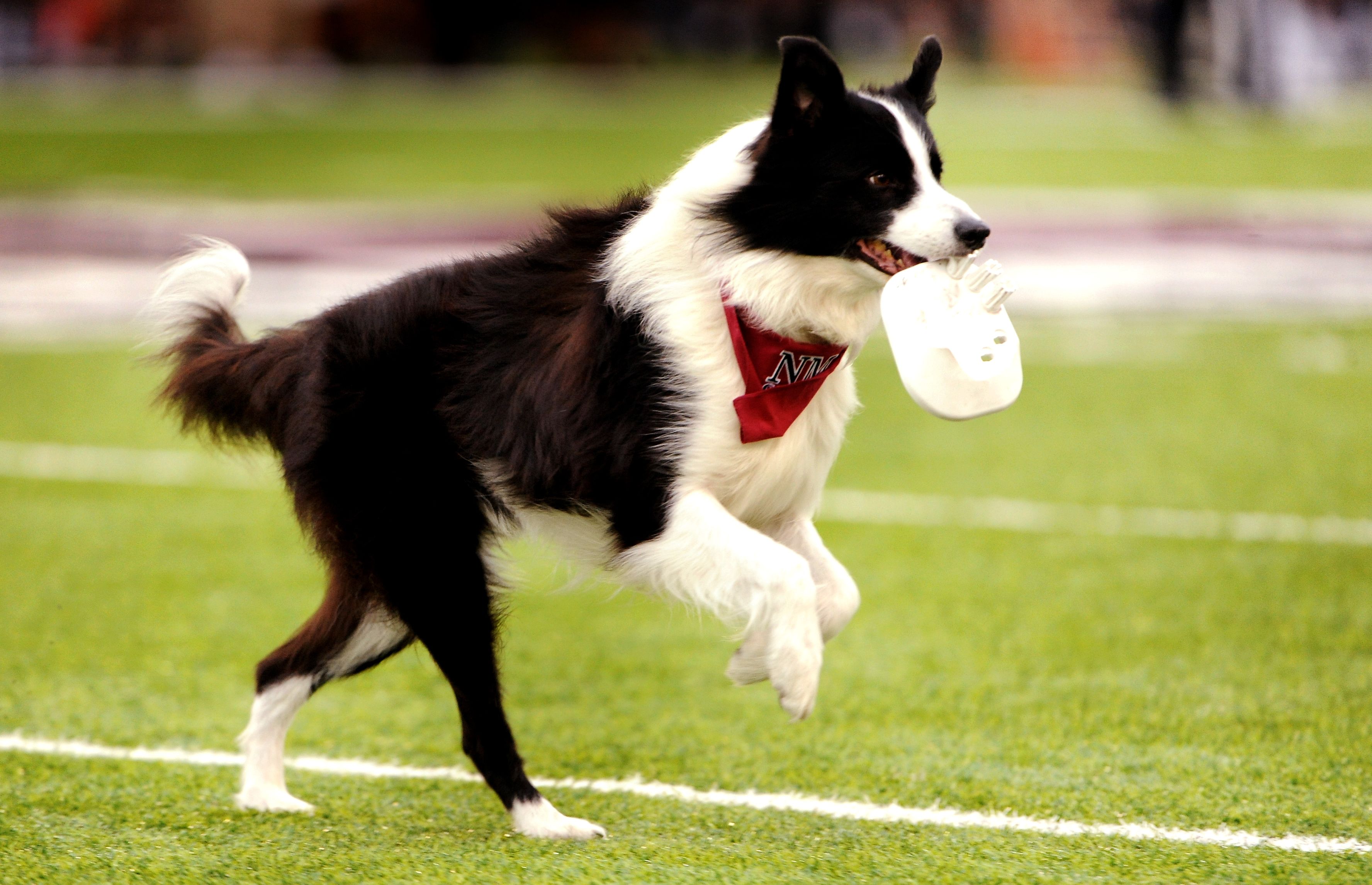 Striking The Wonderdog - Photos: New Mexico State Aggies Football - ESPN