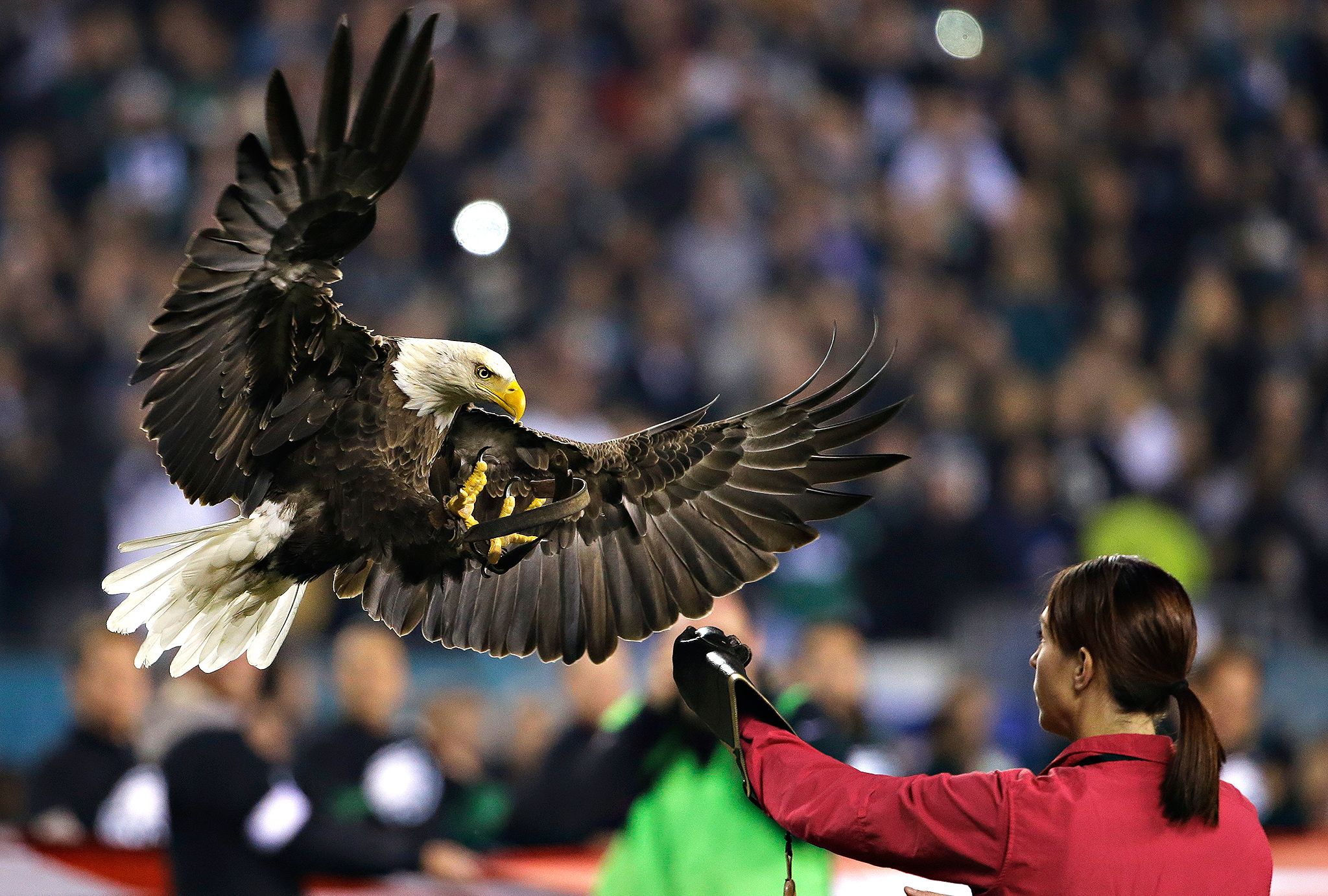 Eagle eyes landing - Photos: Giants vs. Eagles - ESPN