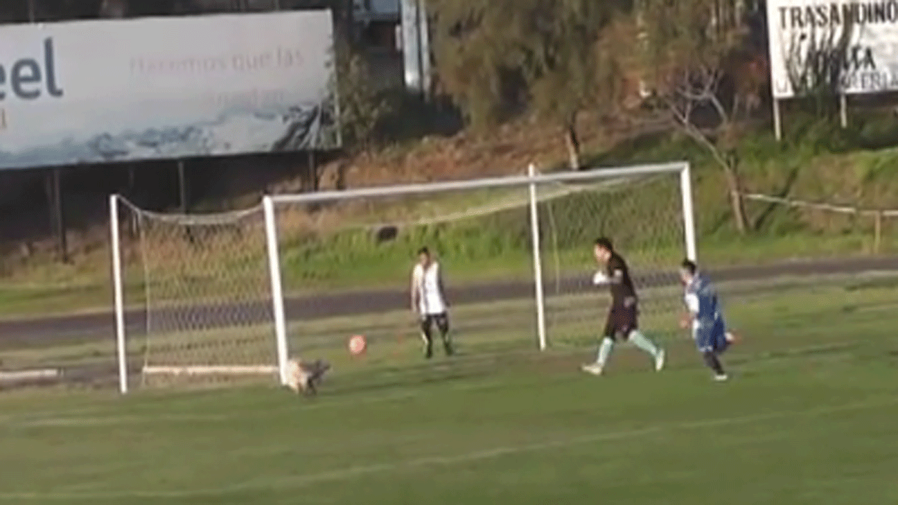 Trasandino keeper Fabian Cerda angry after dog makes save - ESPN
