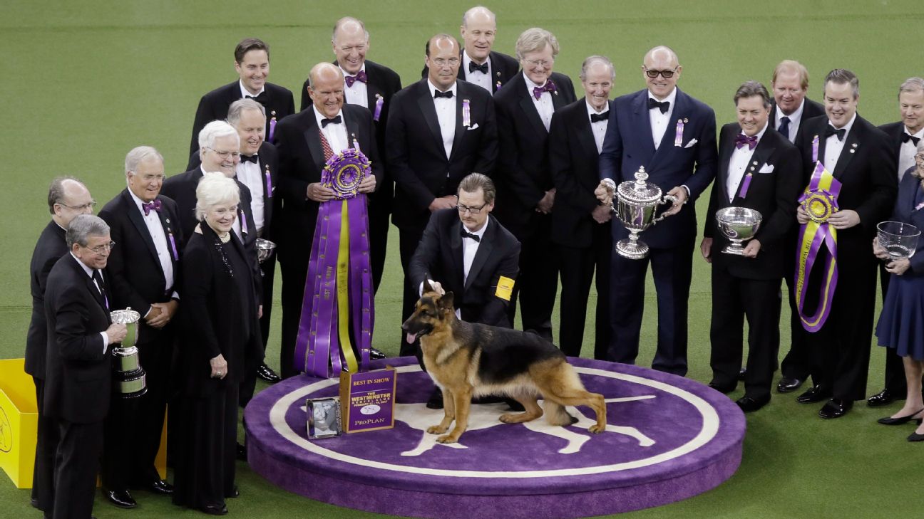 Has A German Shepherd Ever Won Best In Show