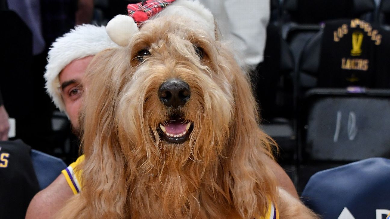 How 'Brodie The Goldendoodle' landed courtside at Knicks-Lakers - ABC30 ...