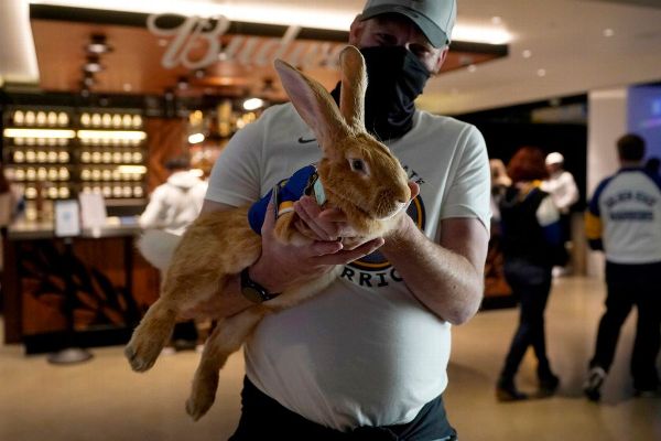 Beloved ballpark therapy bunny, Alex the Great, dies - ABC7 Los Angeles