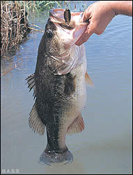 Keeping Bass Alive - ESPN