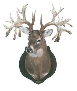 What is your all-time favorite buck? | Page 2 | Archery Talk Forum